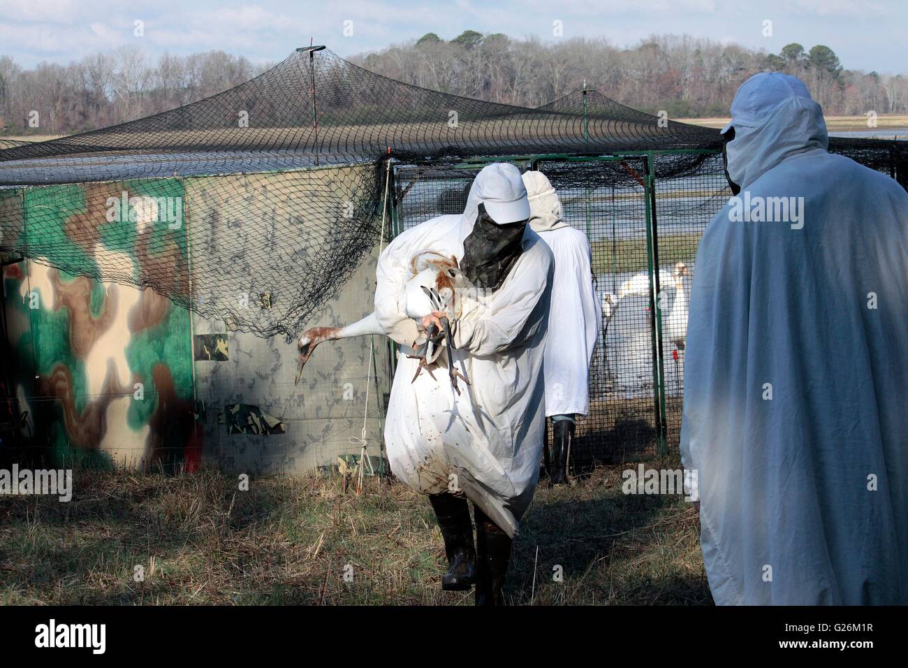 A veterinarian wearing a crane suit inspects a juvenile Whooping Crane ...