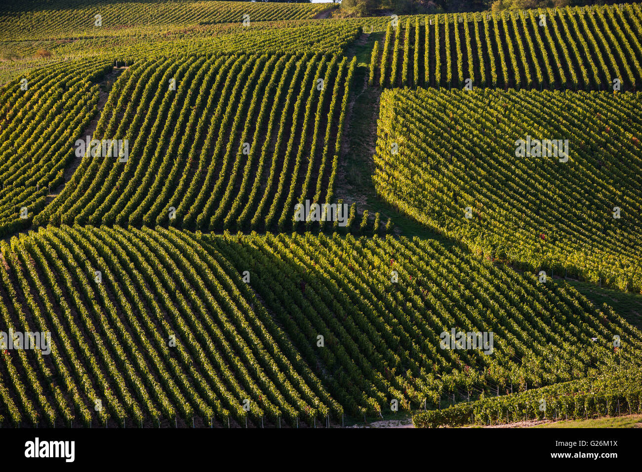Champagne vineyards in the Cote des Bar area of the Aube department ...