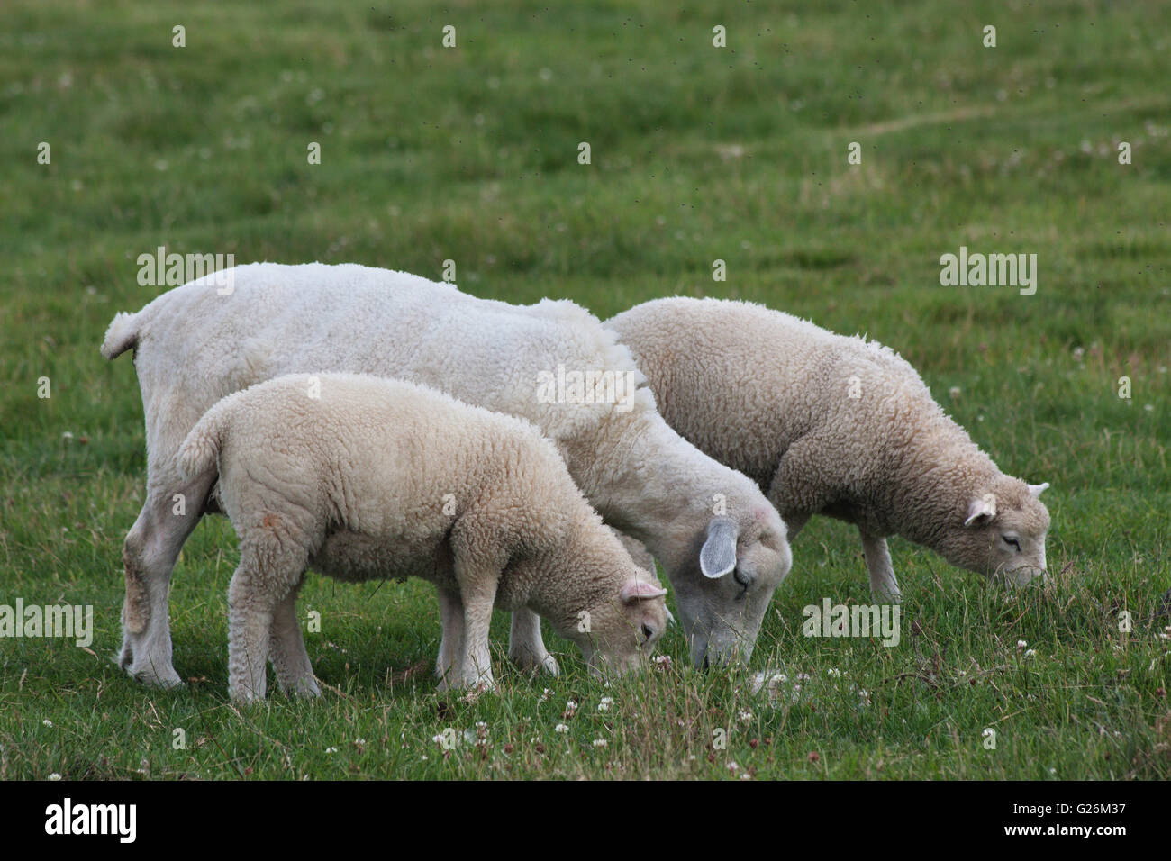 Sheep lamb three animal hi-res stock photography and images - Alamy