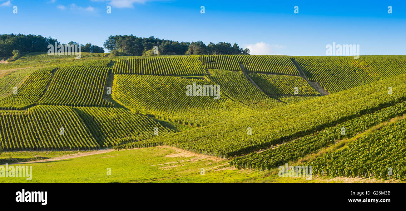 Champagne vineyards in the Cote des Bar area of the Aube department ...