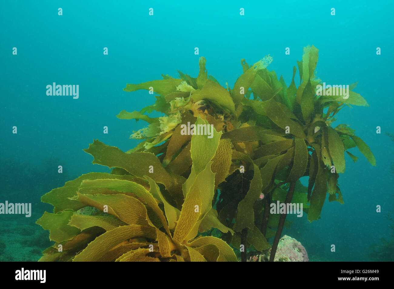 Stalked brown kelp Ecklonia radiata Stock Photo - Alamy