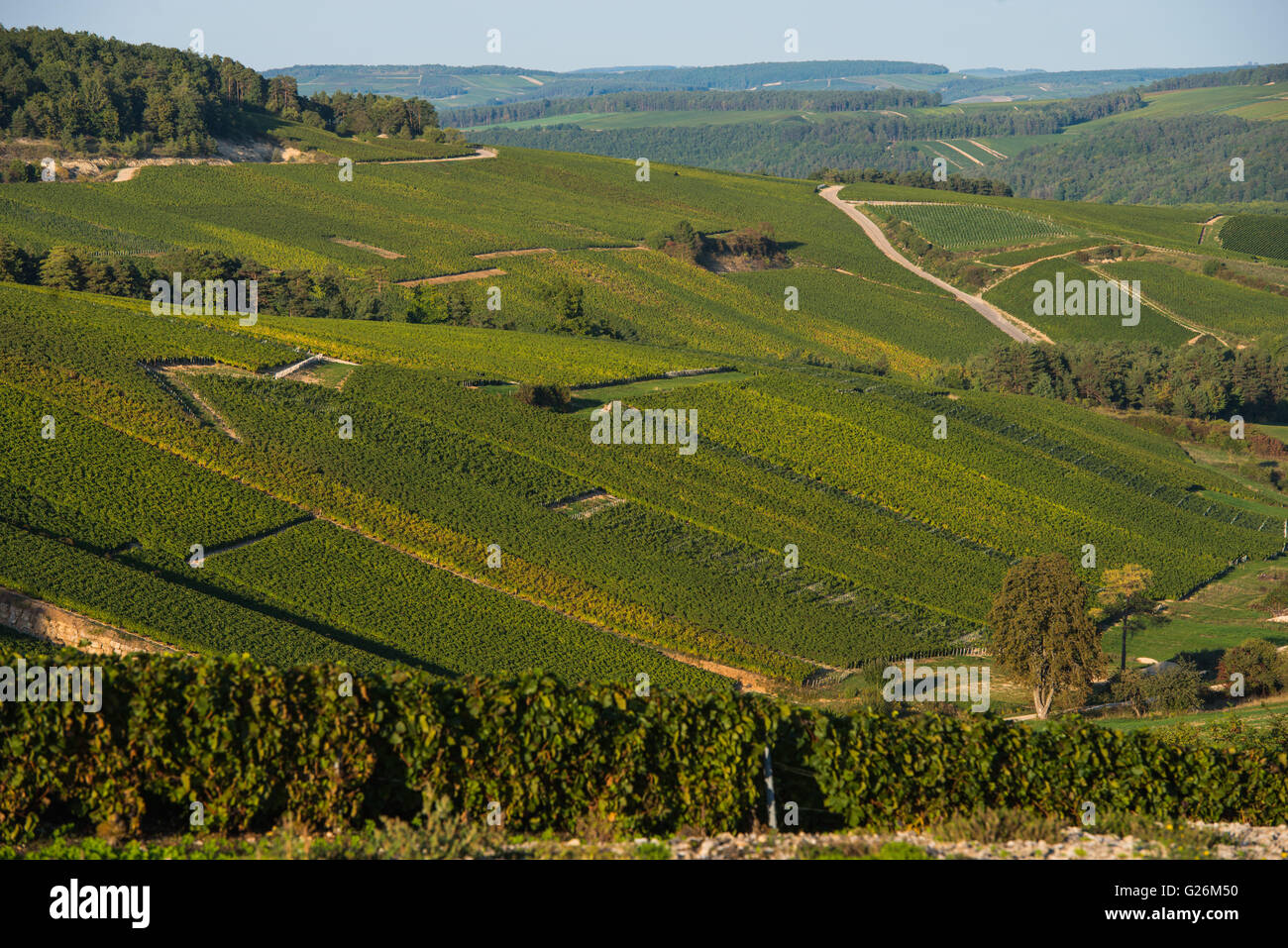 Champagne vineyards in the Cote des Bar area of the Aube department ...