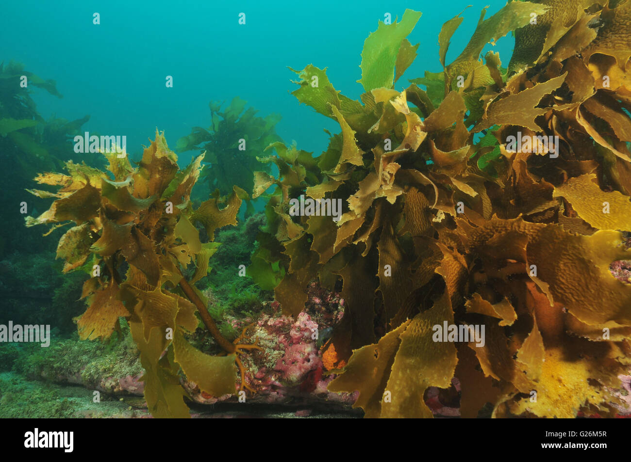 Stalked brown kelp Ecklonia radiata Stock Photo - Alamy