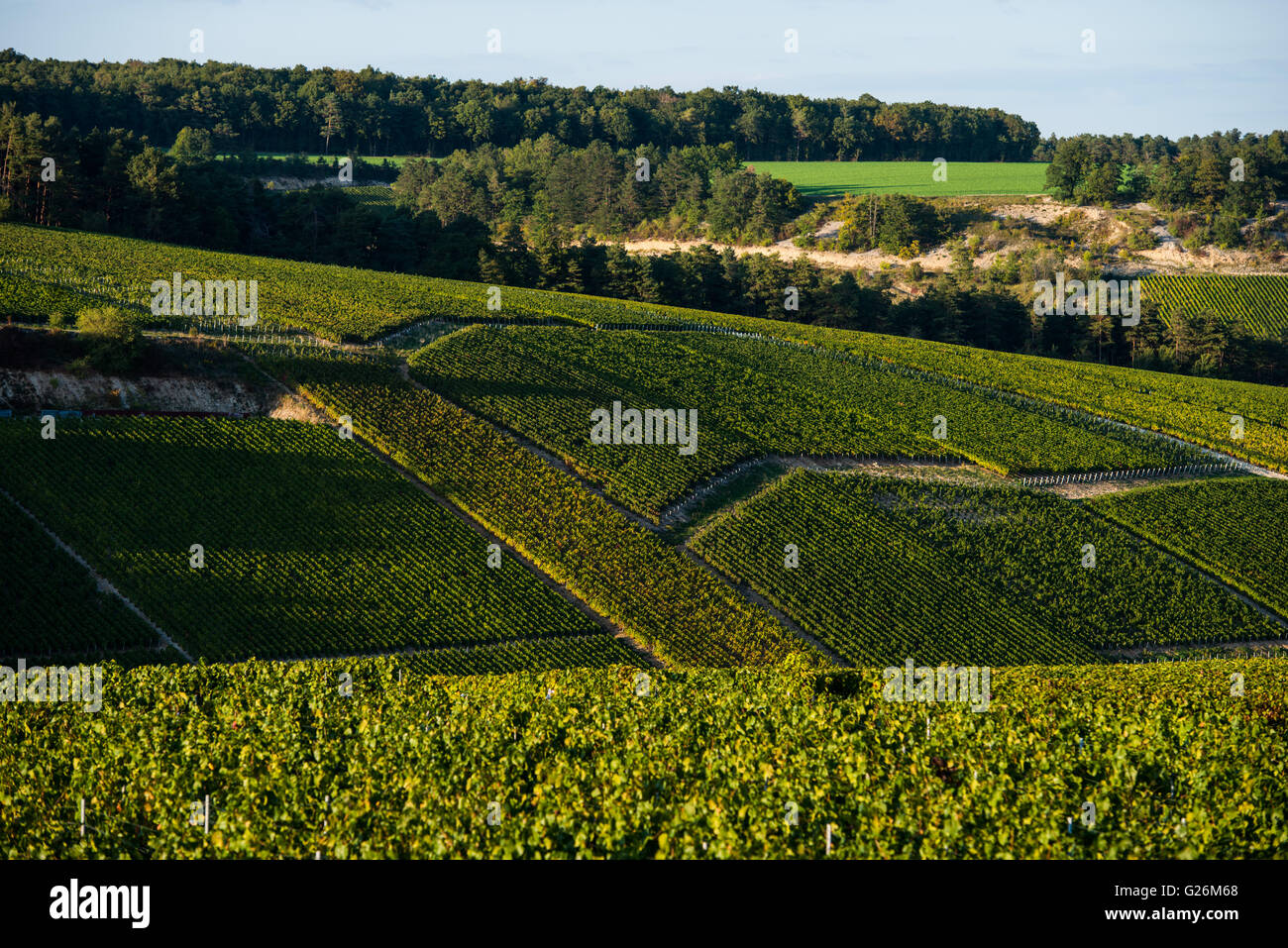 Champagne vineyards in the Cote des Bar area of the Aube department ...