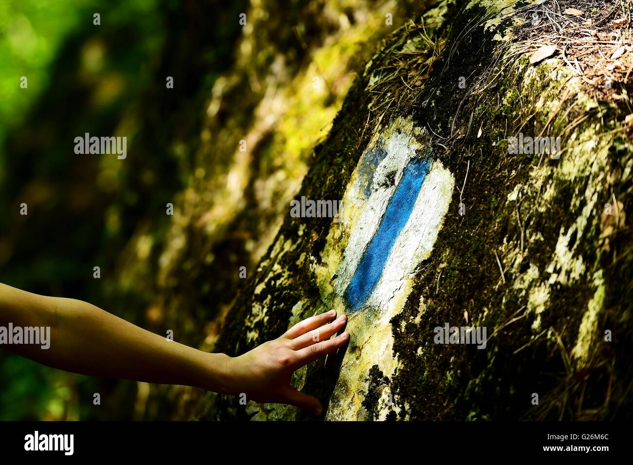 Hiking paint marking on a trail path into the woods Stock Photo - Alamy