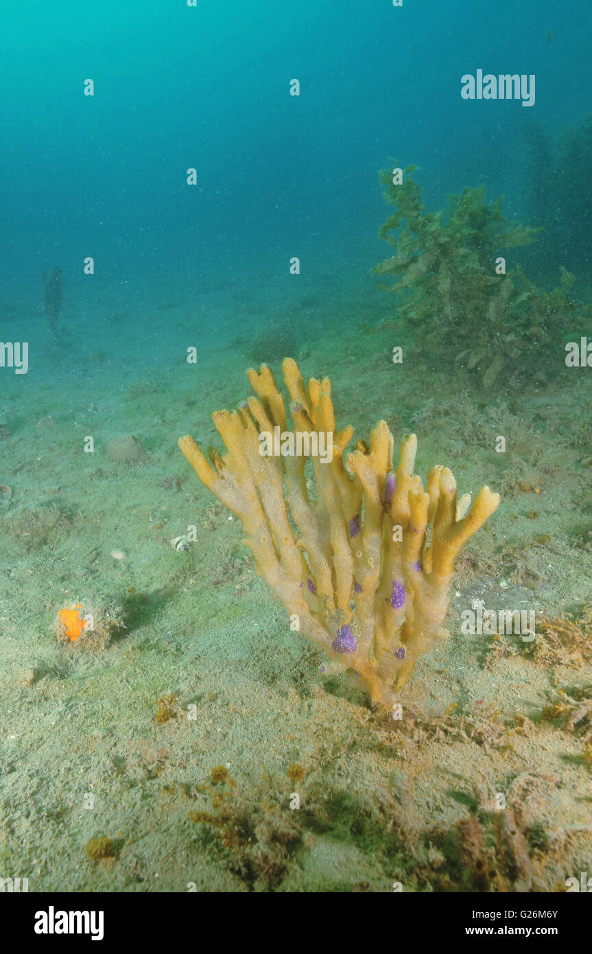 Finger sponge bush on silty bottom Stock Photo - Alamy