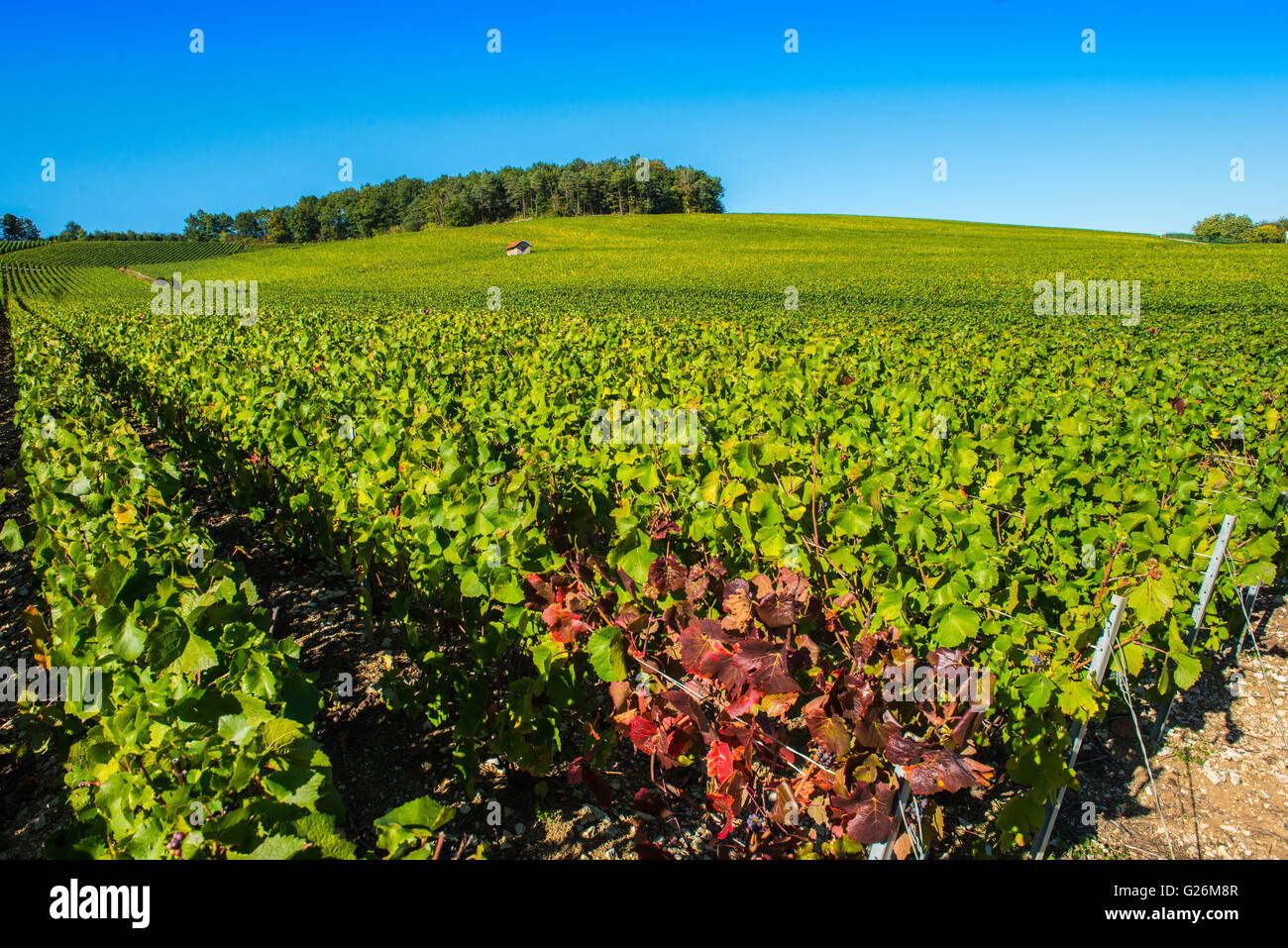 Champagne vineyards in the Cote des Bar area of the Aube department ...