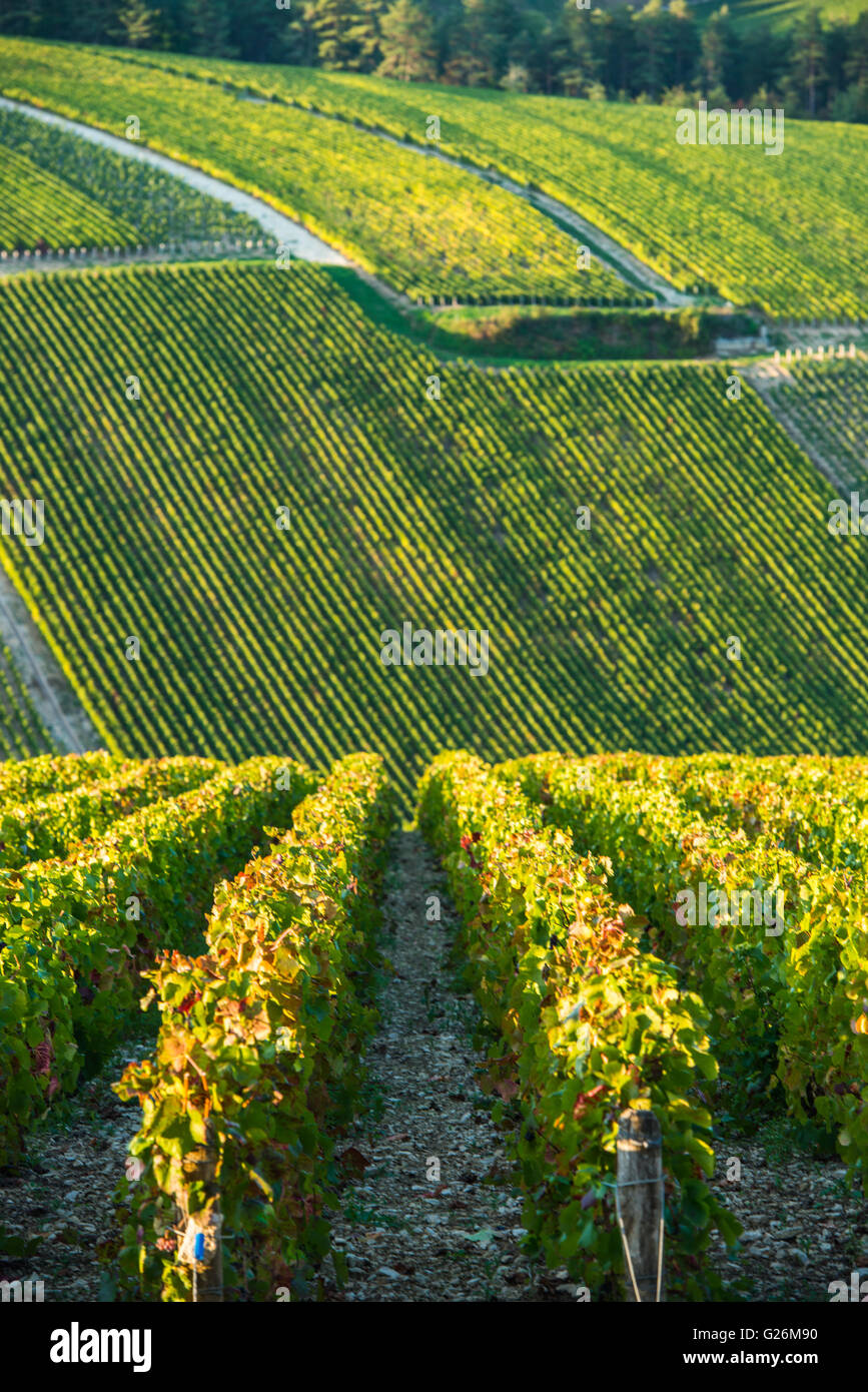 Champagne vineyards in the Cote des Bar area of the Aube department ...