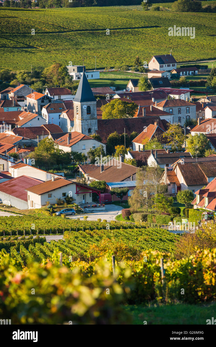 Champagne vineyards in the Cote des Bar area of the Aube department ...