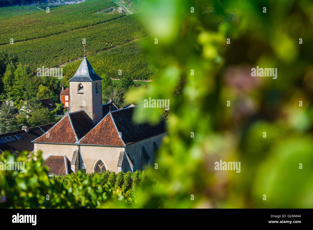 Champagne vineyards in the Cote des Bar area of the Aube department ...