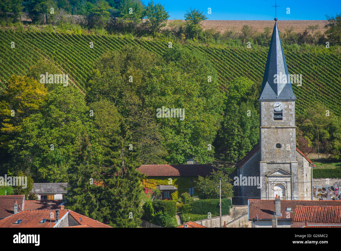 Champagne vineyards in the Cote des Bar area of the Aube department ...