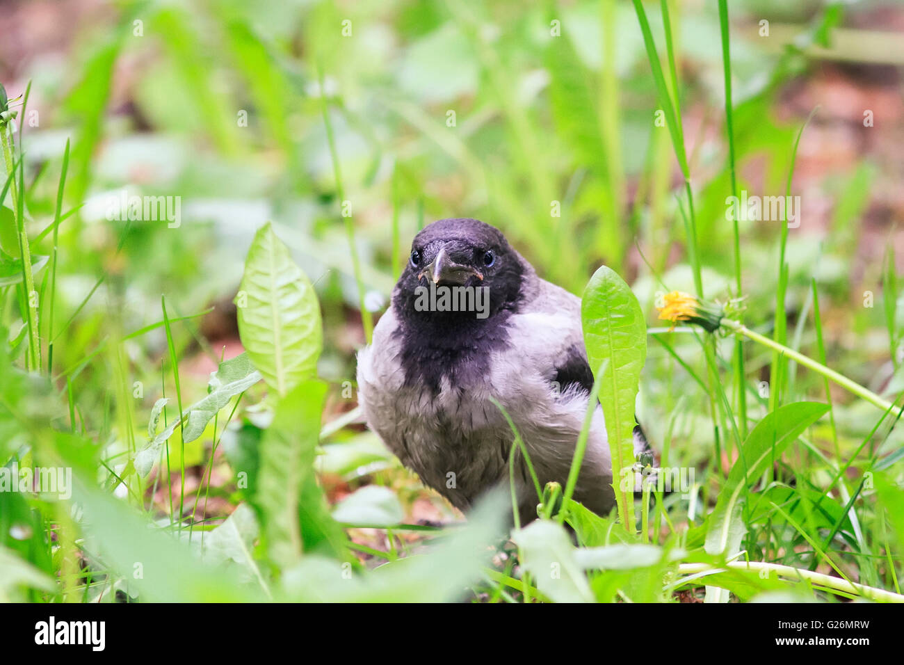 Angry crow hi-res stock photography and images - Alamy