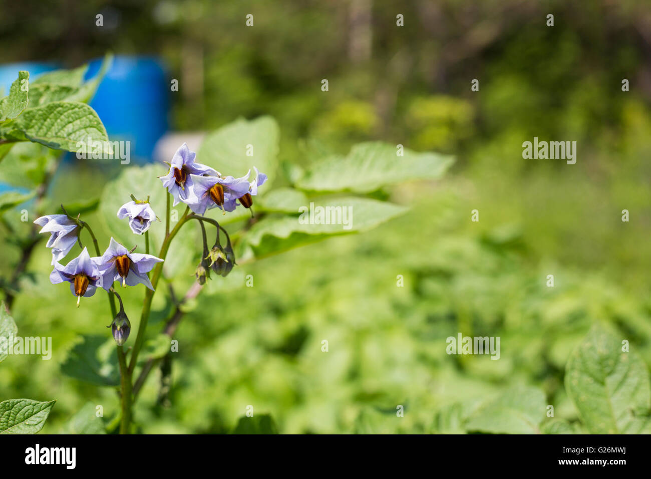 Russian blue purple potatoes Stock Photo - Alamy