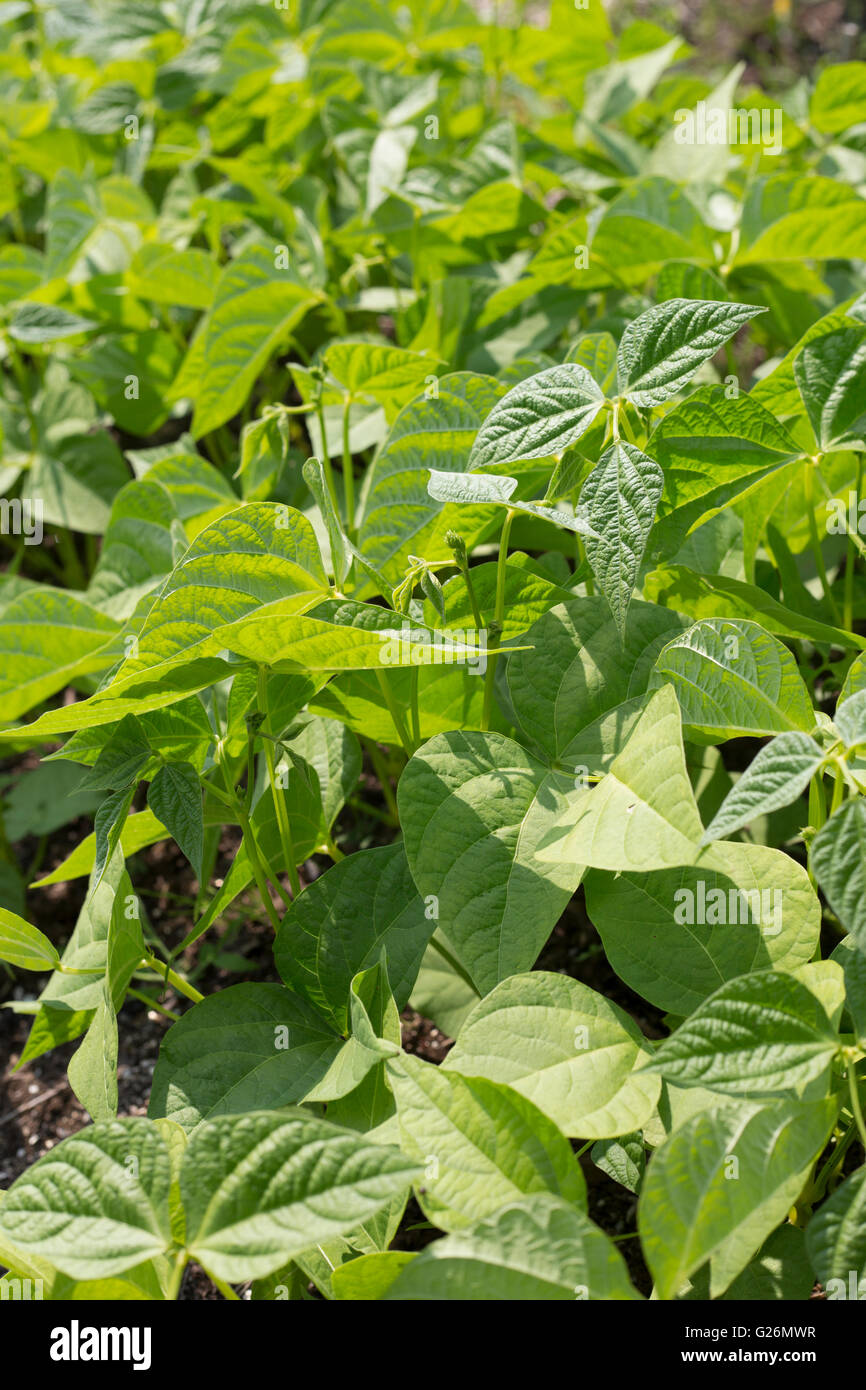 Bean bushes in the garden Stock Photo - Alamy