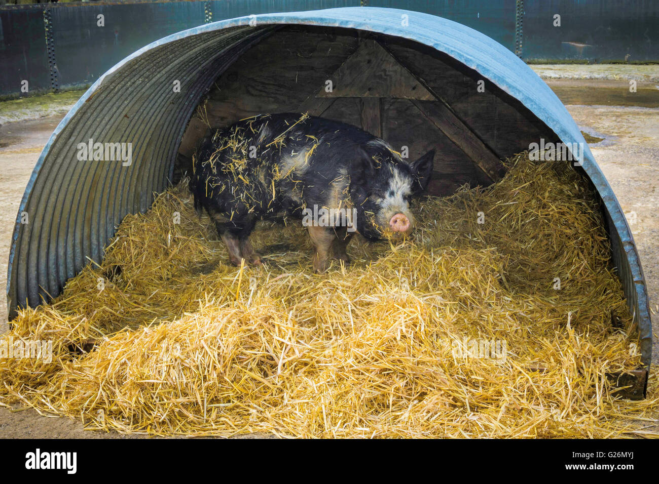 Pig in sty hi-res stock photography and images - Alamy