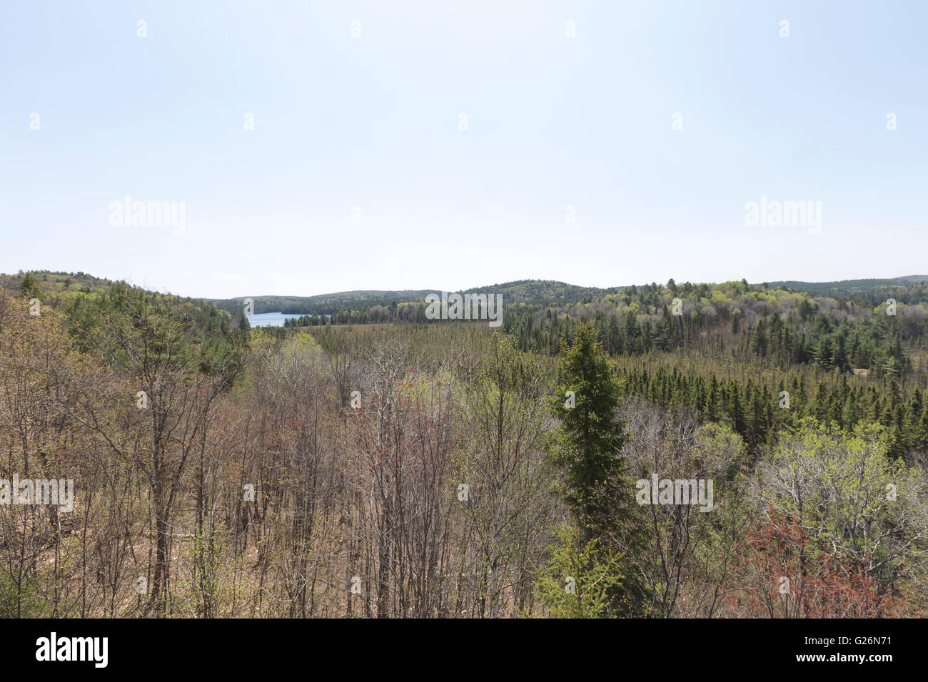 Spring in Algonquin Park, Ontario - Canada Stock Photo - Alamy