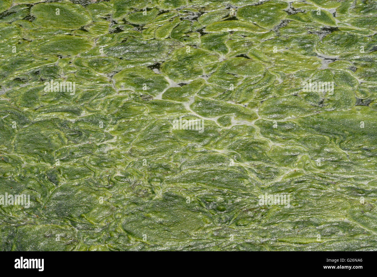 Green algae abstract Stock Photo - Alamy