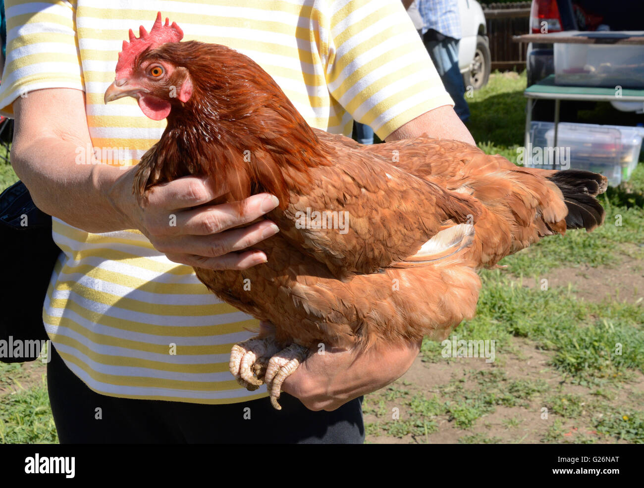 Red rooster hi-res stock photography and images - Alamy
