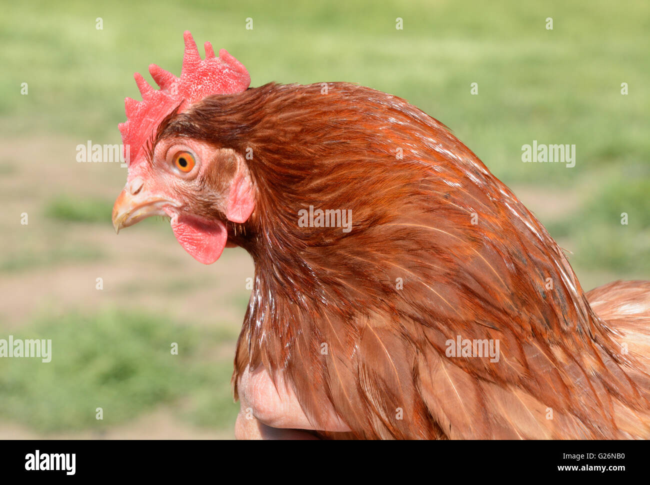 Portrait of mixed breed barnyard rooster Stock Photo - Alamy
