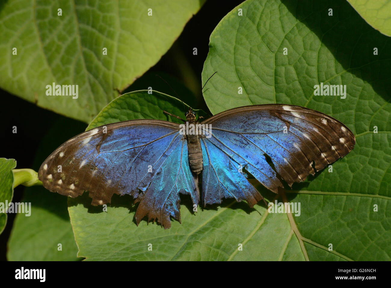 Fragile Blue Morpho Butterfly (morpho peleides) on leaf at Butterfly ...