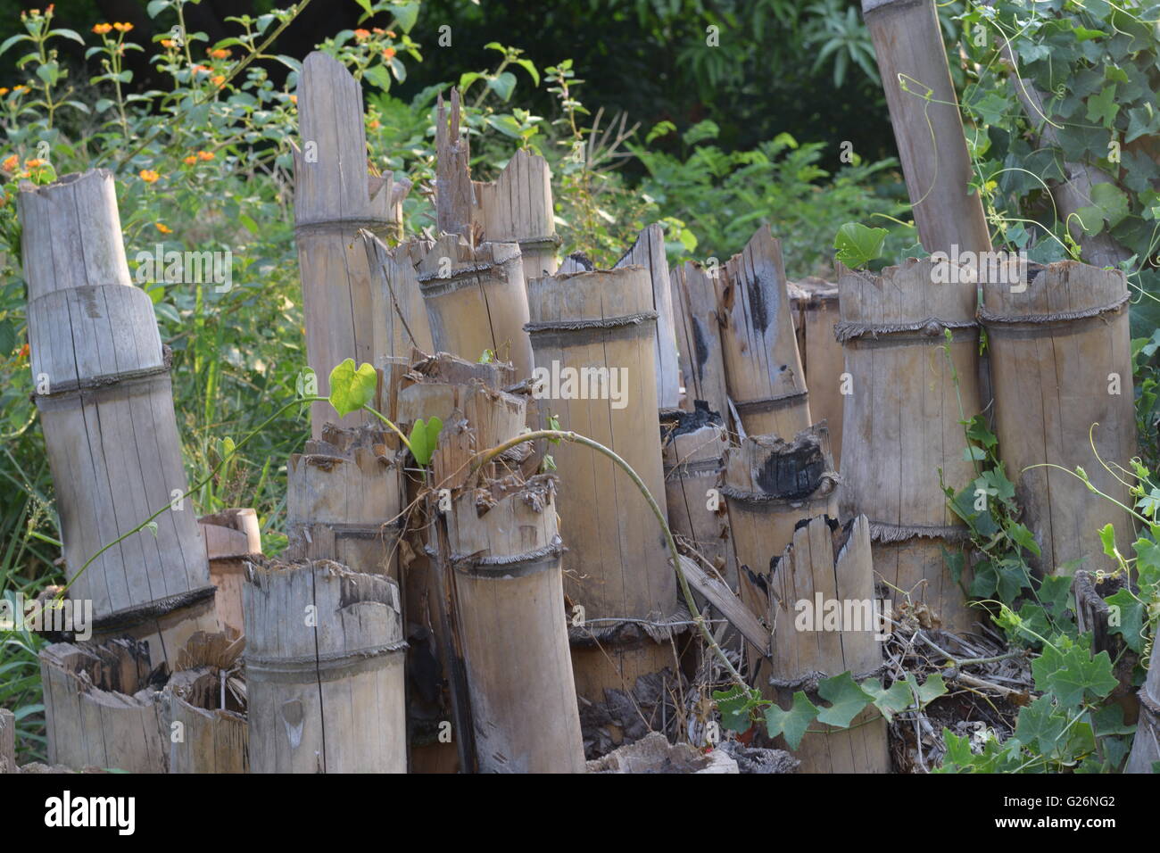 Bamboo tree, deforestation, cut trees, environment, bamboos Stock Photo ...