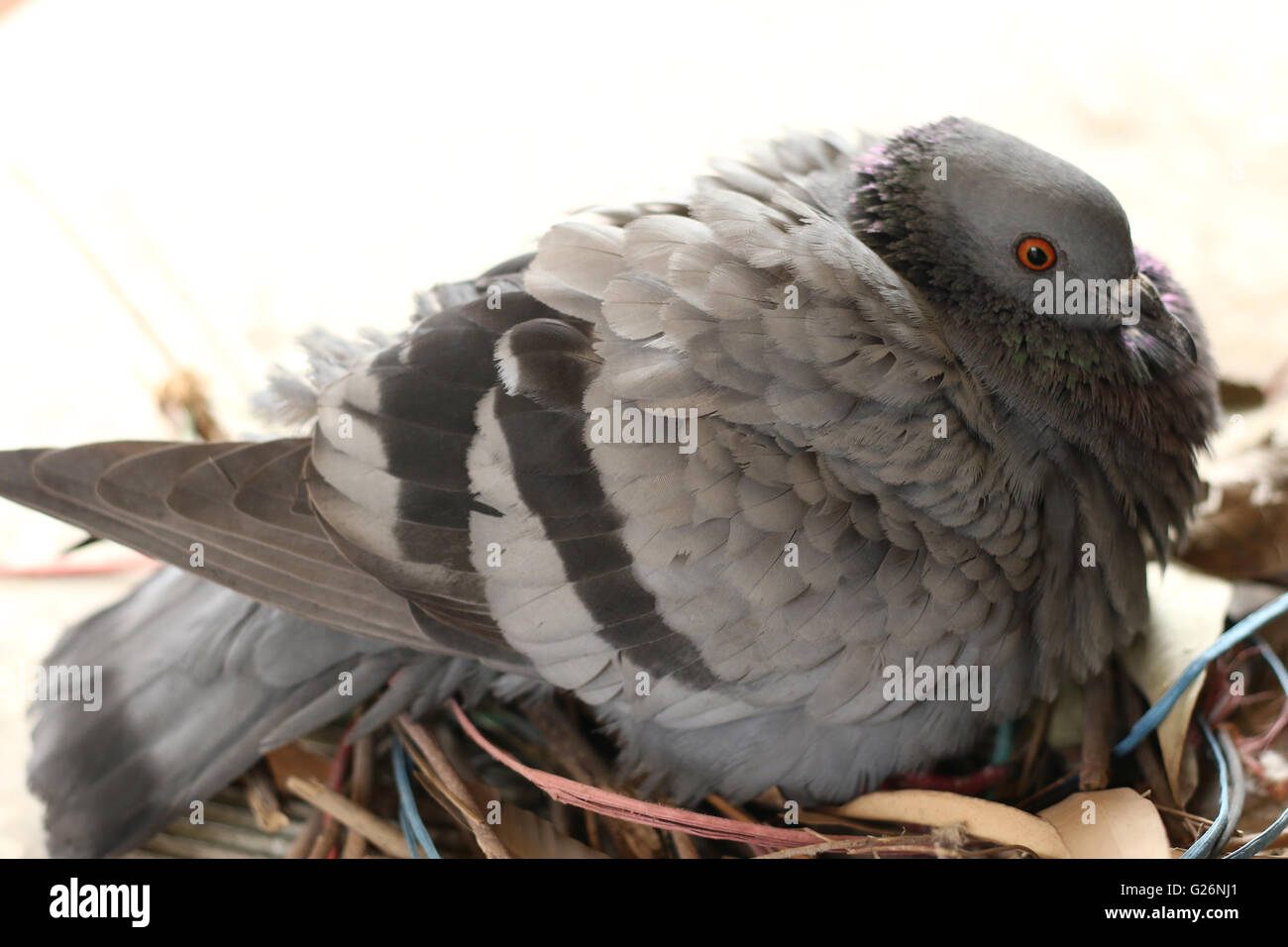 Pigeon hatching eggs Stock Photo - Alamy