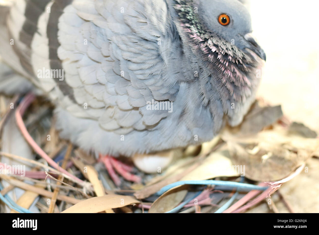 Pigeon hatching eggs Stock Photo - Alamy