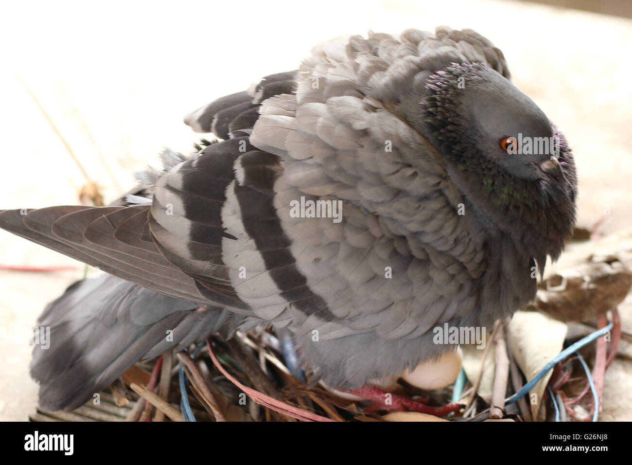 Pigeon hatching eggs Stock Photo - Alamy