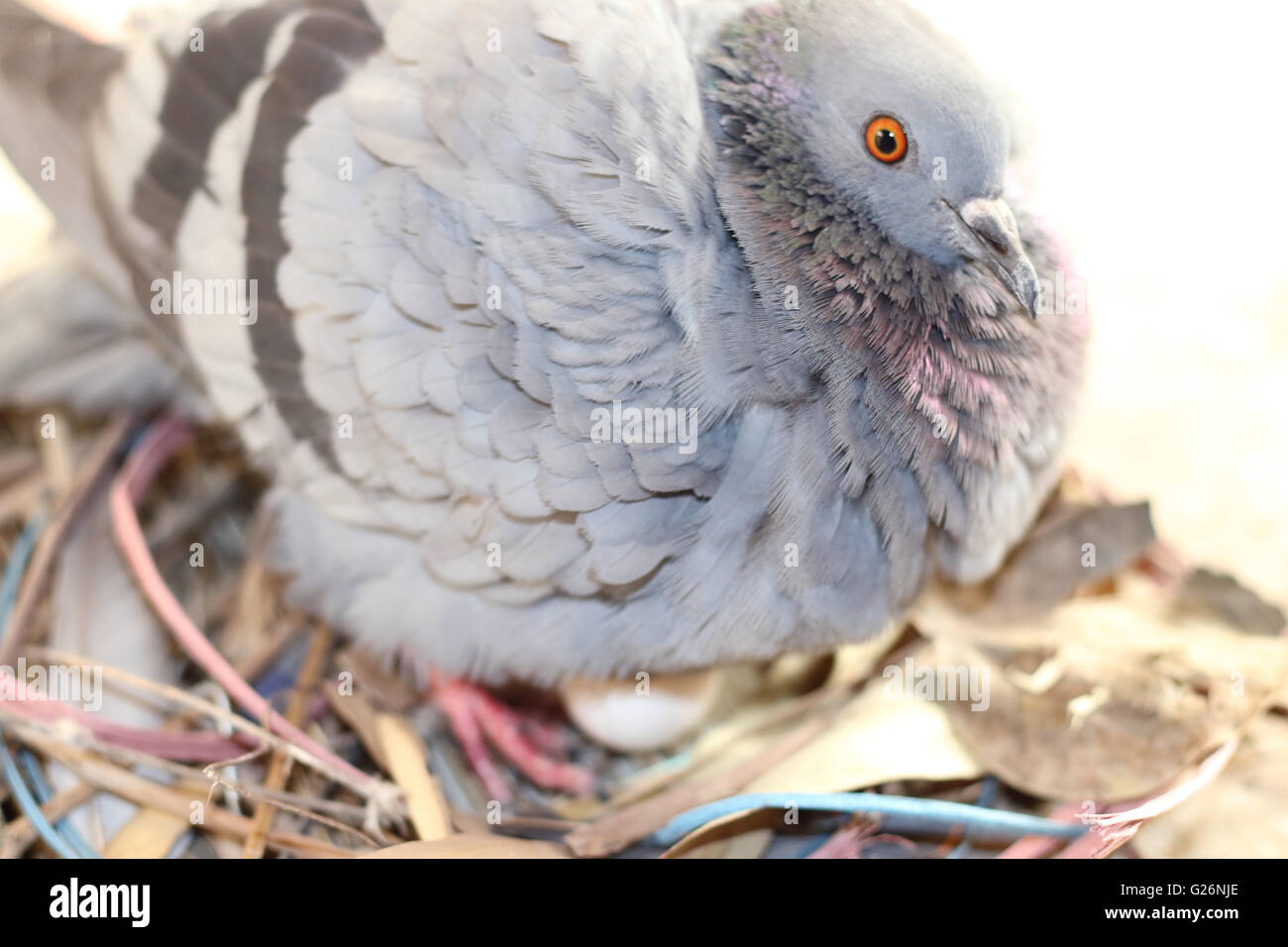 Pigeon hatching eggs Stock Photo - Alamy