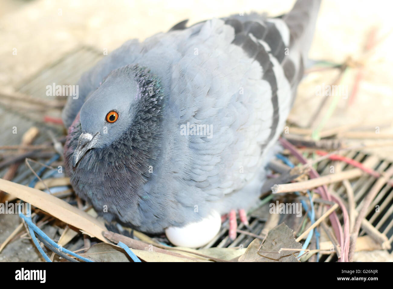Little pigeon island hi-res stock photography and images - Alamy