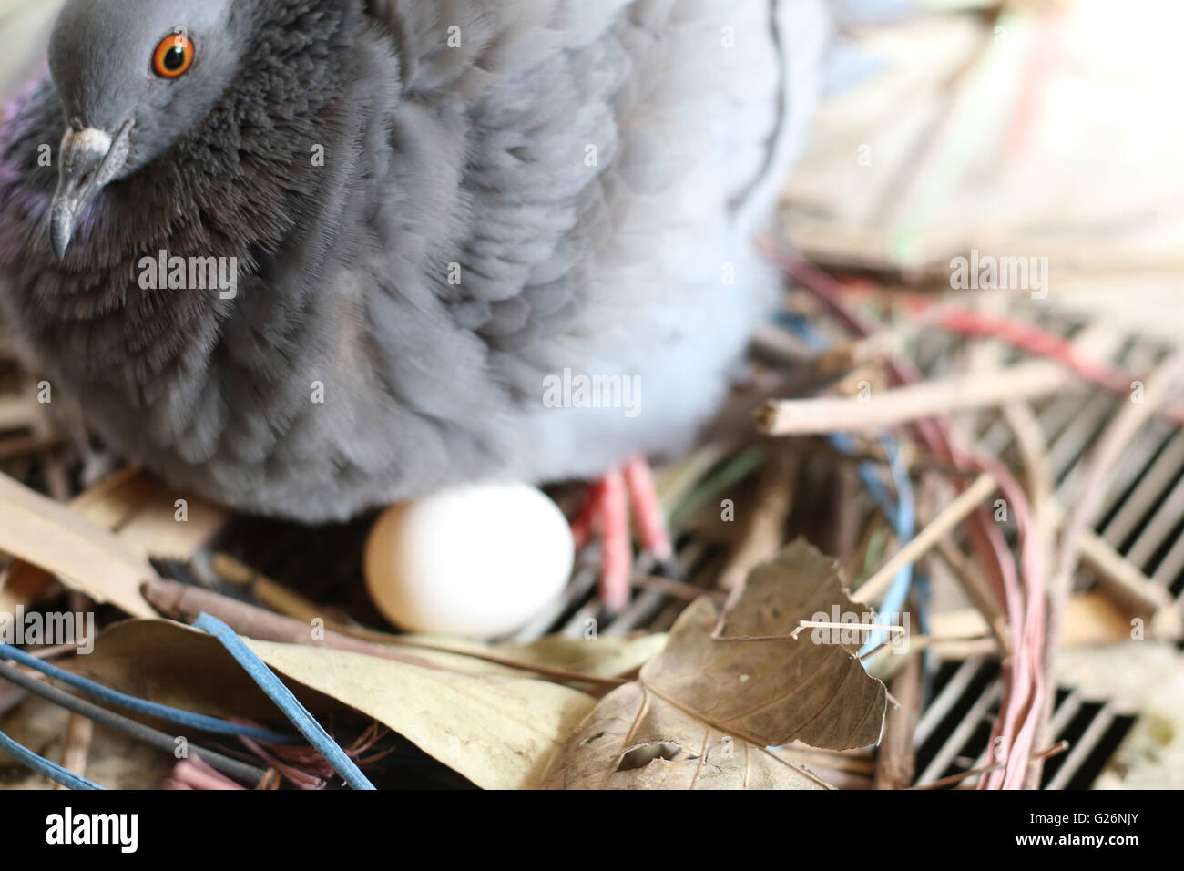 Pigeon hatching eggs Stock Photo - Alamy