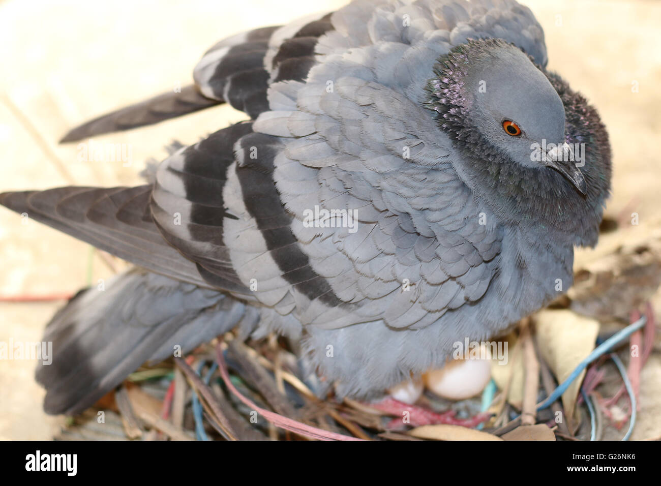 Pigeon hatching eggs Stock Photo - Alamy