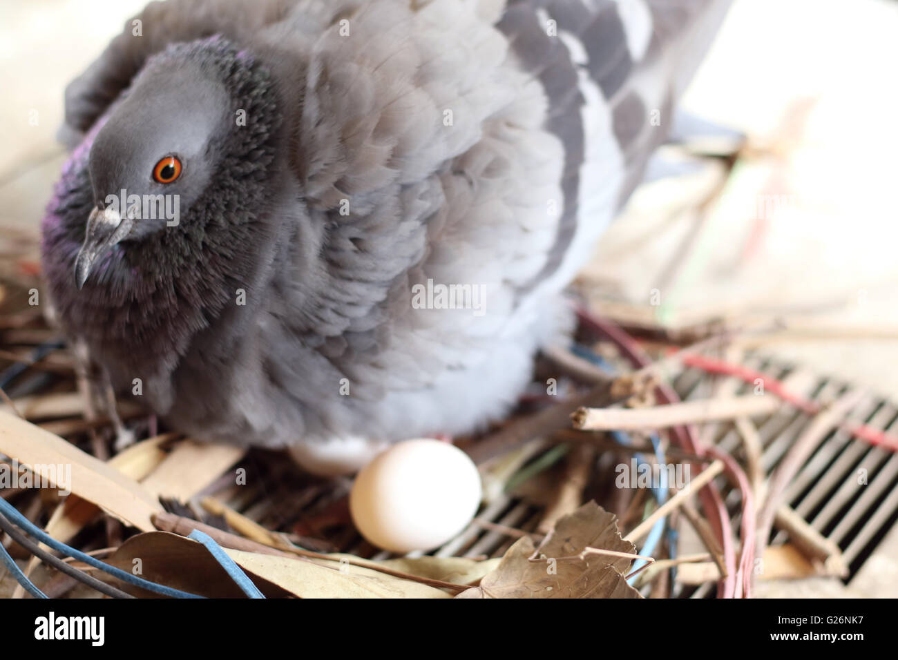 Pigeon hatching eggs Stock Photo - Alamy