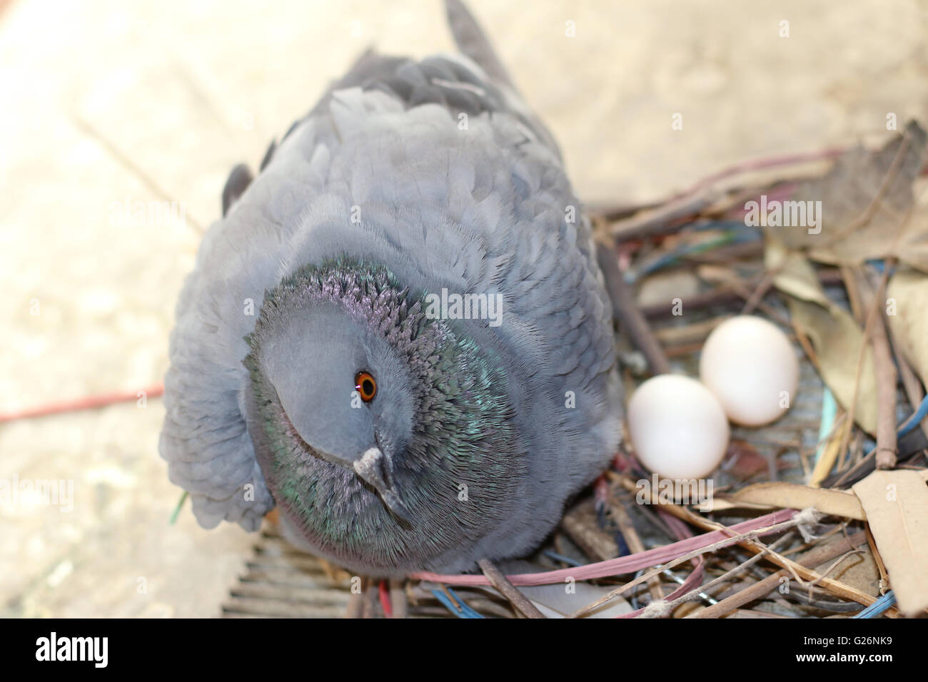 Pigeon hatching eggs Stock Photo - Alamy