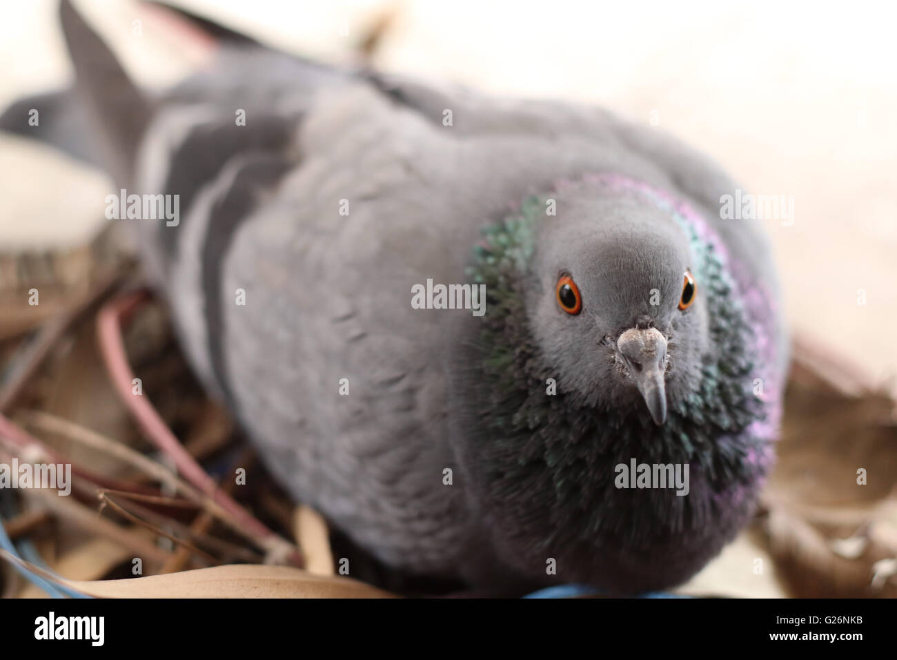 Pigeon hatching eggs Stock Photo - Alamy