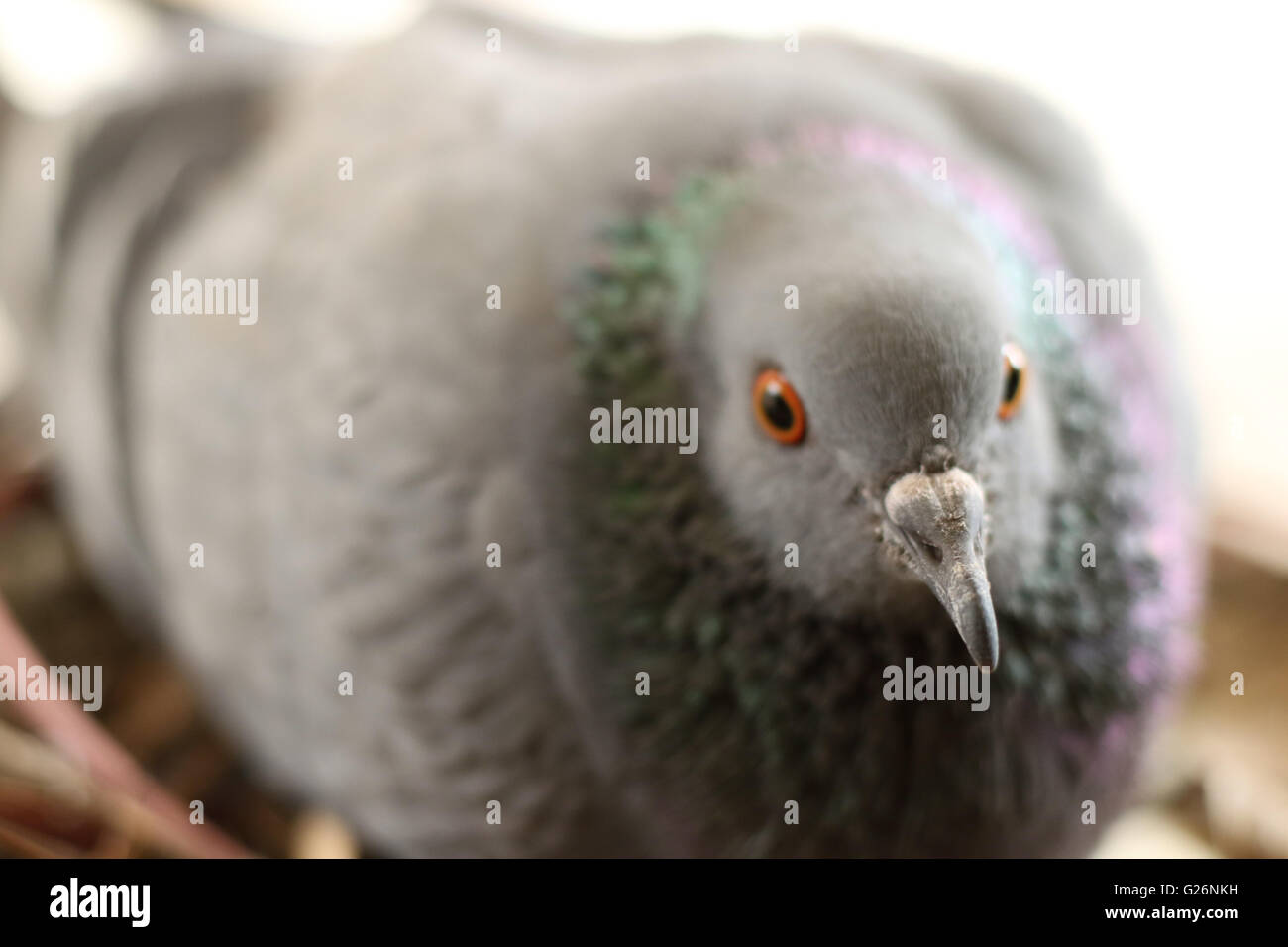 Pigeon hatching eggs Stock Photo - Alamy