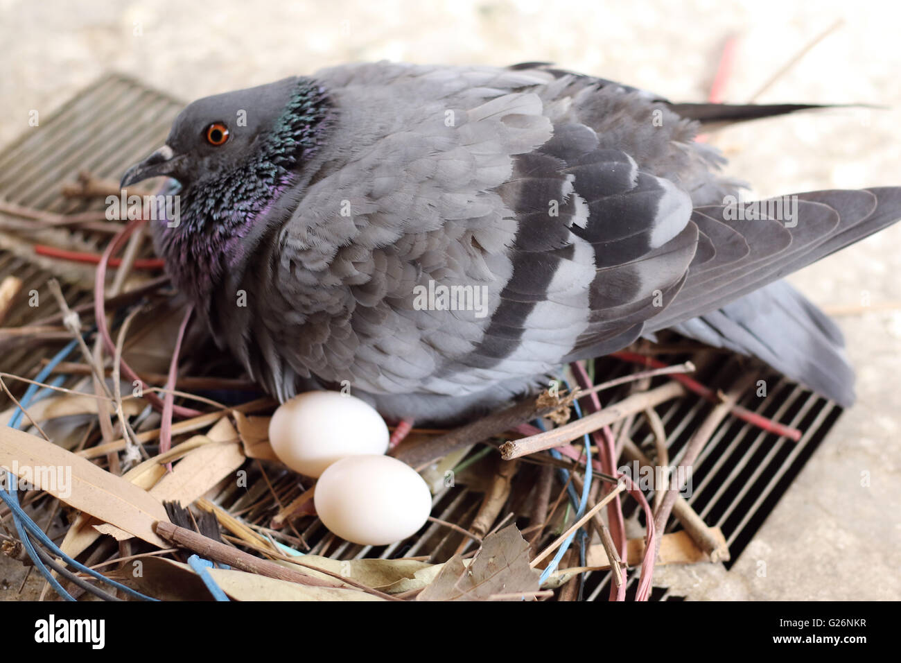 Pigeon hatching eggs Stock Photo - Alamy