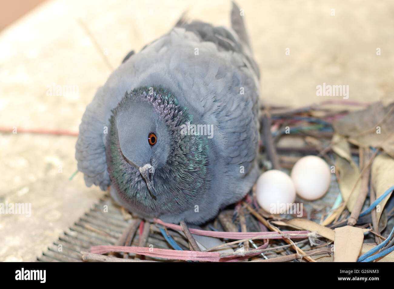 Pigeon hatching eggs Stock Photo - Alamy