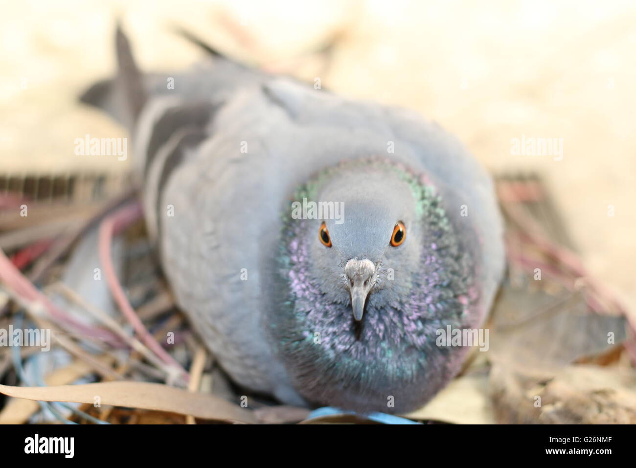 Pigeon hatching eggs Stock Photo - Alamy