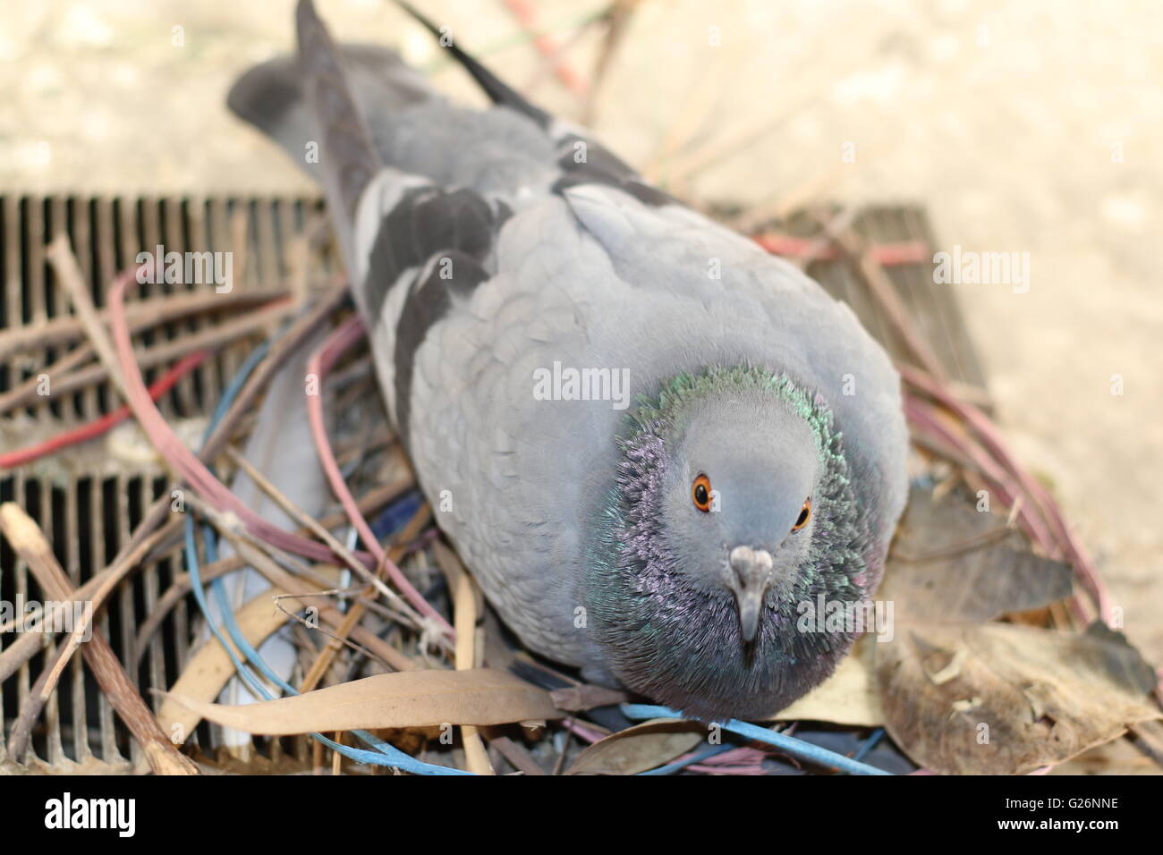 Pigeon hatching eggs Stock Photo - Alamy