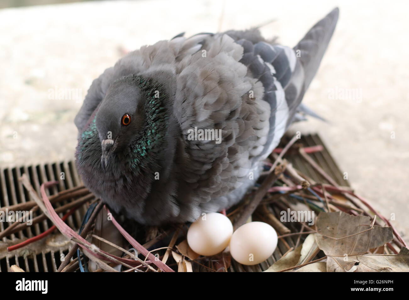 Pigeon hatching eggs Stock Photo - Alamy