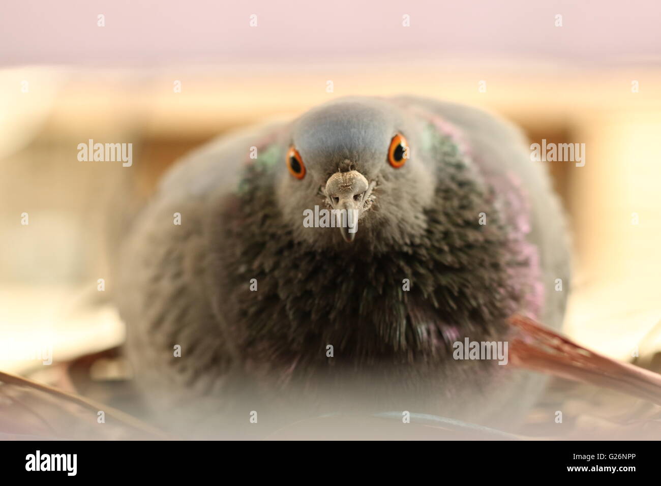 Pigeon hatching eggs Stock Photo - Alamy
