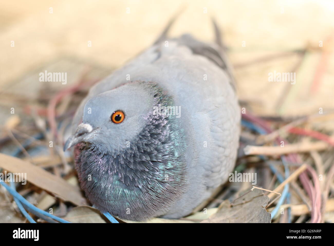 Pigeon hatching eggs Stock Photo - Alamy