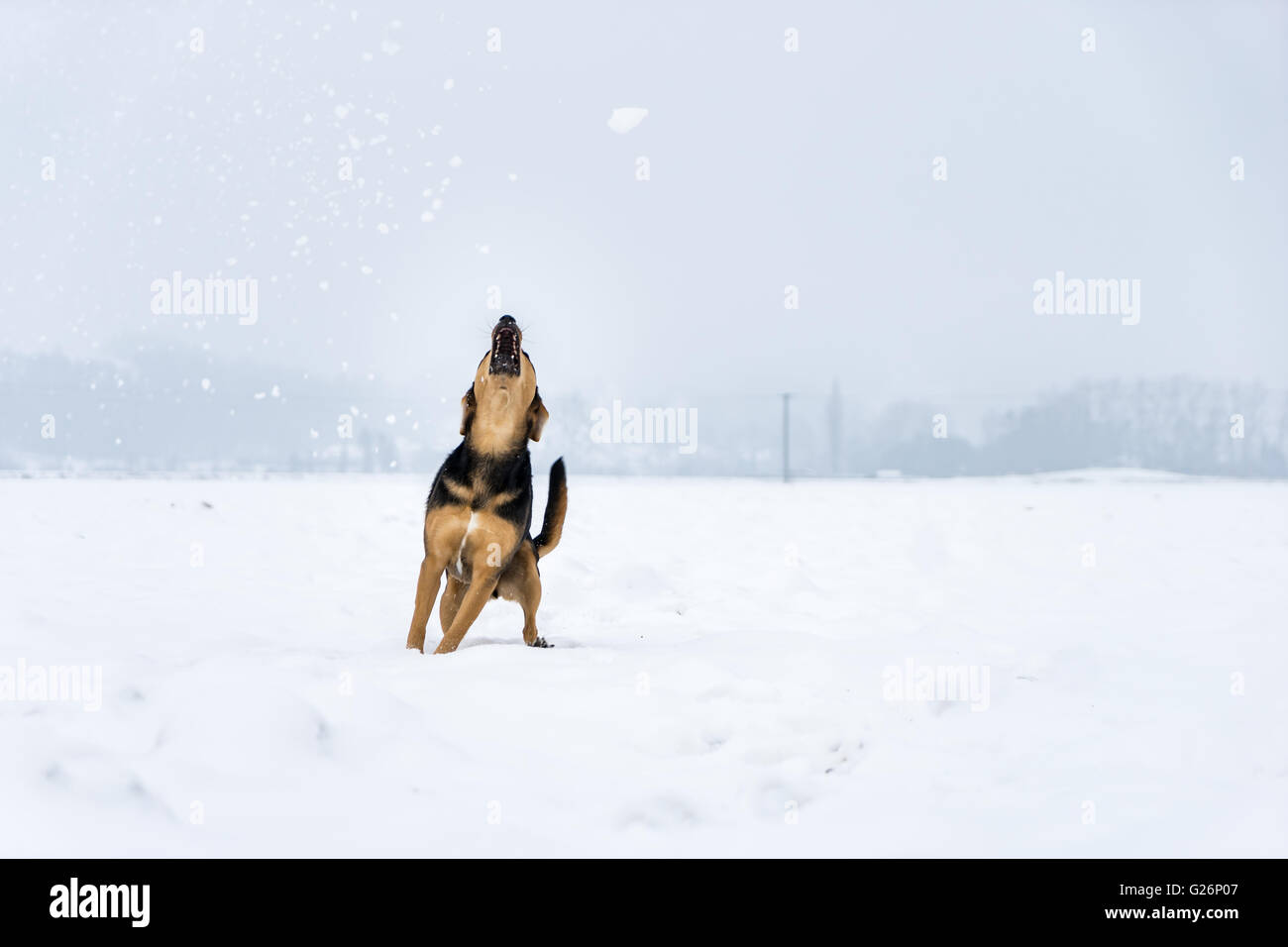 Snap Dog High Resolution Stock Photography and Images - Alamy