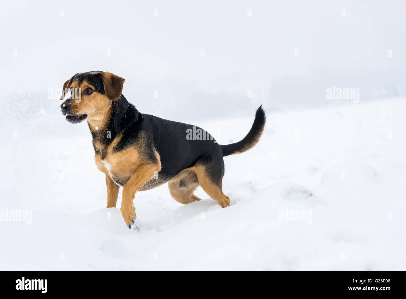 Catching snowball hi-res stock photography and images - Alamy