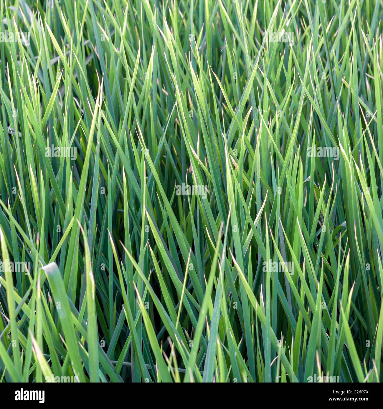 Young rice plant hi-res stock photography and images - Alamy