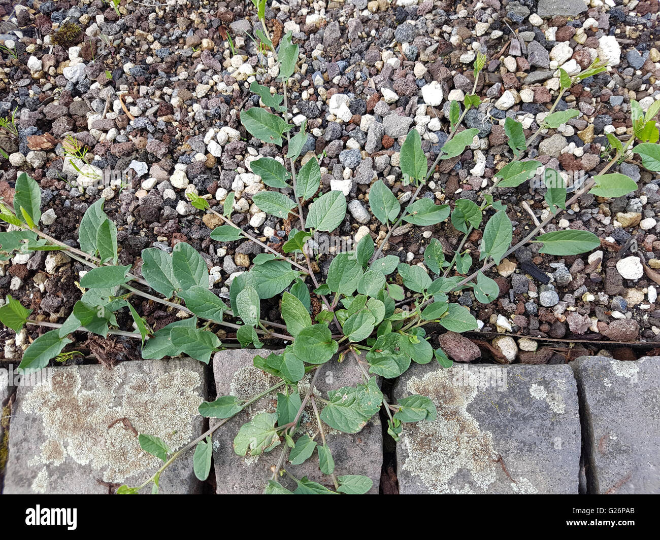 Ackerwinde; Convolvulus, arvensis; Keimling, Sproessling, Sprosse ...