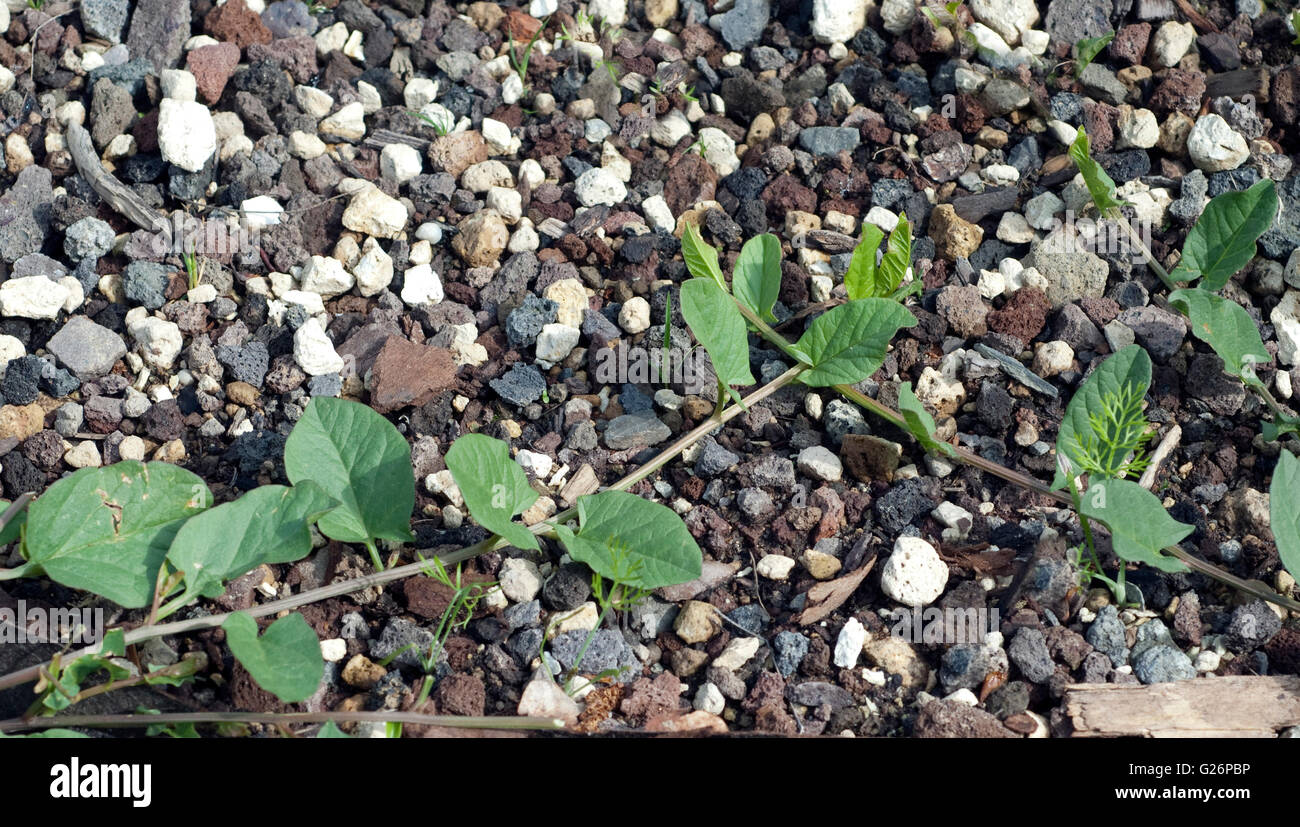Hedge Bindweed Seedling
