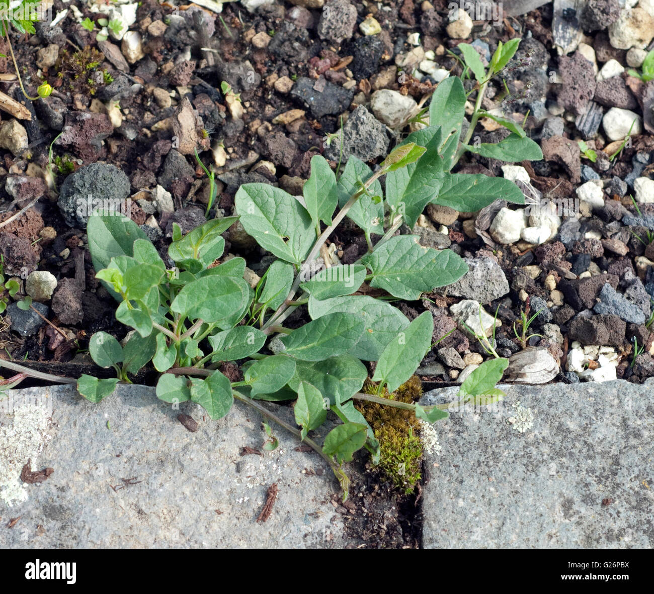 Ackerwinde; Convolvulus, arvensis; Keimling, Sproessling, Sprosse ...