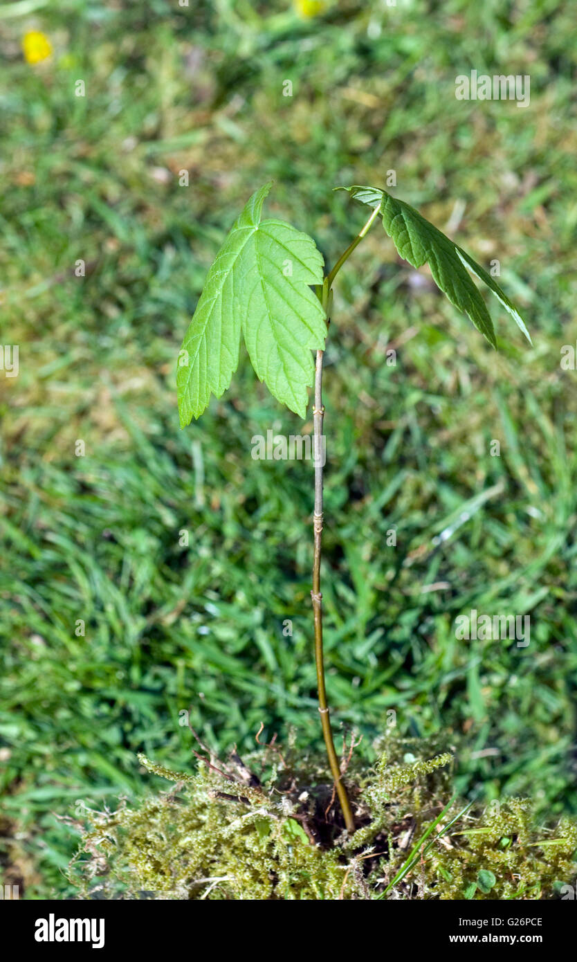 Ahornsproessling hi-res stock photography and images - Alamy